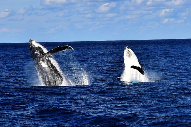 Whale Watching Cruise from Redcliffe, Brisbane or the Sunshine Coast - Prices and Value