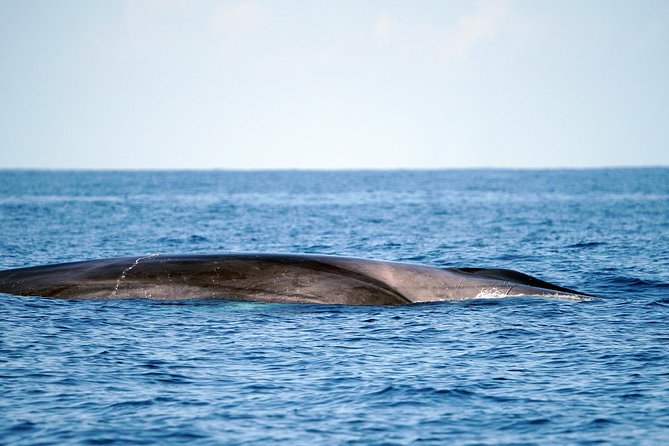 Whale Watching Eco-Adventure from Costa Adeje - FAQ