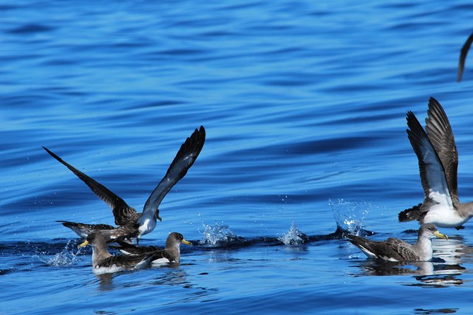 Whale watching in Tenerife. Atlantic Eco Experience - Sightings and Highlights