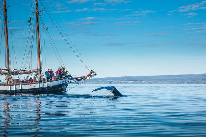 Whale Watching on a Traditional Oak Sailing Ship from Husavik - Authenticity and Behind-the-Scenes Insights