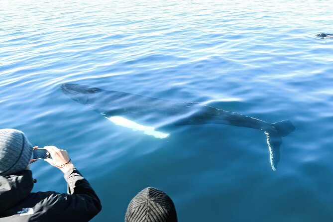 Whales and Puffins Tour from Husavik - The Practicalities: What You Need to Know