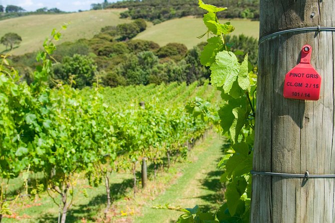 Wine on Waiheke scenic PREMIUM wine tasting. 11 clients only ! - The Experience in Practice: What You’ll Love