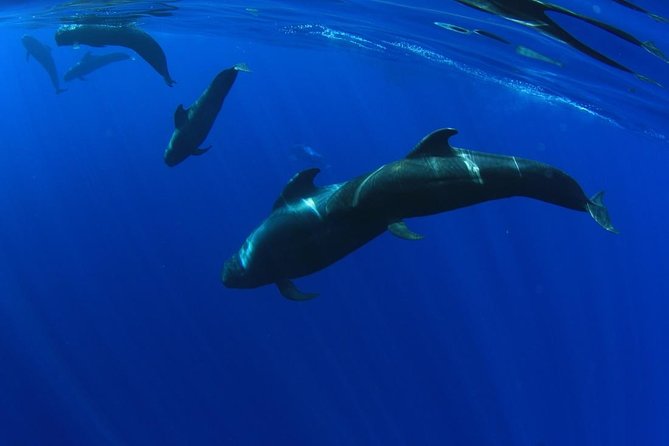 5 hrs. Watching and listening whales and dolphins visiting Los Gigantes - Exploring Tenerife’s Marine Magic: A Full Review of the Whale and Dolphin Watching Tour at Los Gigantes