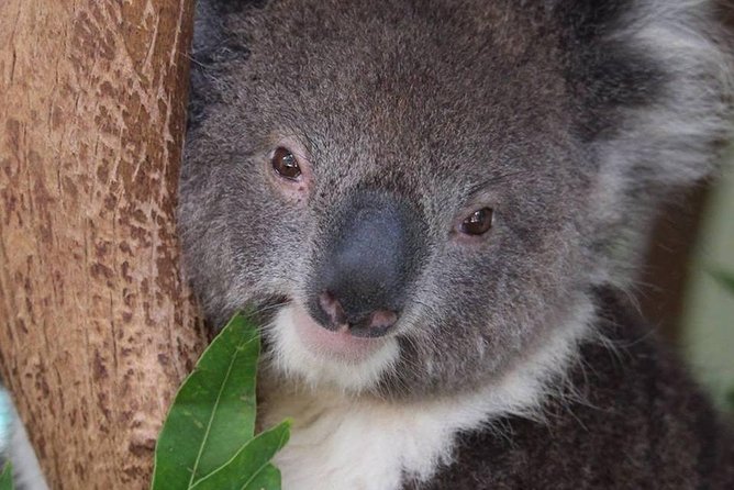 #1 Rated Blue Mountains Tour, Scenic World, Lunch, RiverCruise - Final Thoughts
