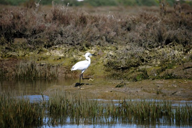 2-hour Bird Watching Guided Boat Trip in Ria Formosa from Faro Algarve - Who Is This Tour Best For?