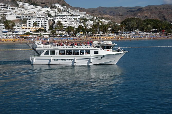 2-Hour Dolphin and Whale Watching in Gran Canaria - FAQ: Practical Questions Answered