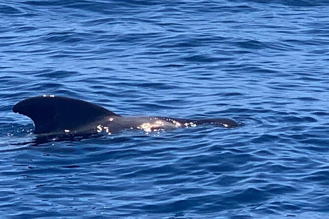 2 hour trip to see whales dolphins puerto colon adeje - Final Thoughts