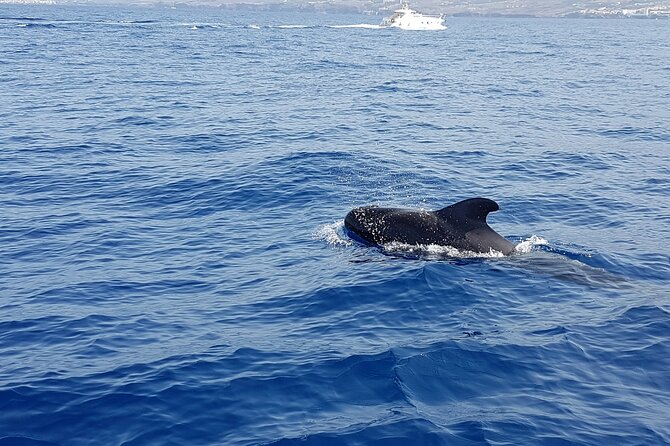 3-hour excursion to Puerto Colón Adeje to see whales - Frequently Asked Questions