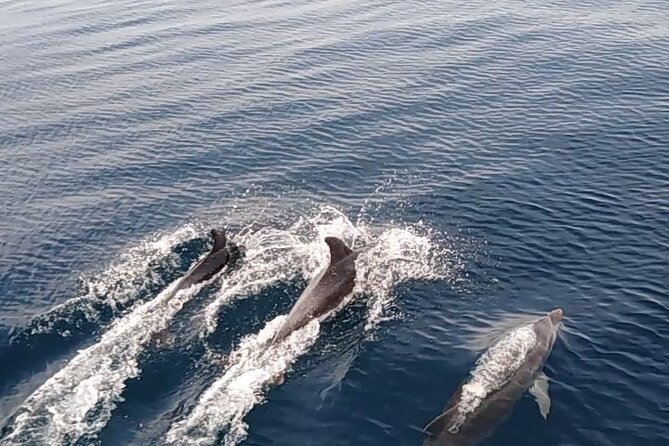 3hours all inclusive Sunset&Dolphin Tour from Medulin on Sandra - In Closing
