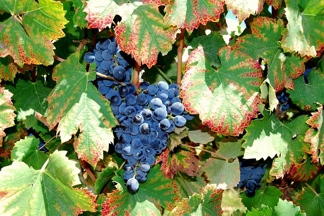 African Story Wine Tours in the Cape Winelands - Frequently Asked Questions