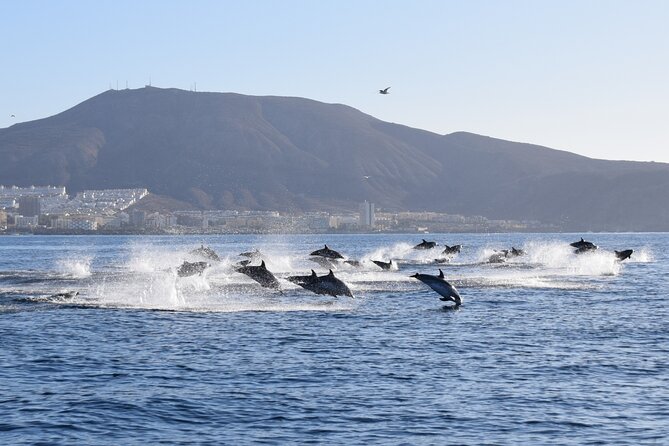 Bonadea II Ecological Whale Watching, 2 hours - Final Thoughts
