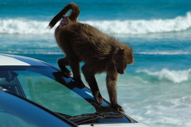 Cape Point and Boulder's Penguins Full Day Tour - Frequently Asked Questions