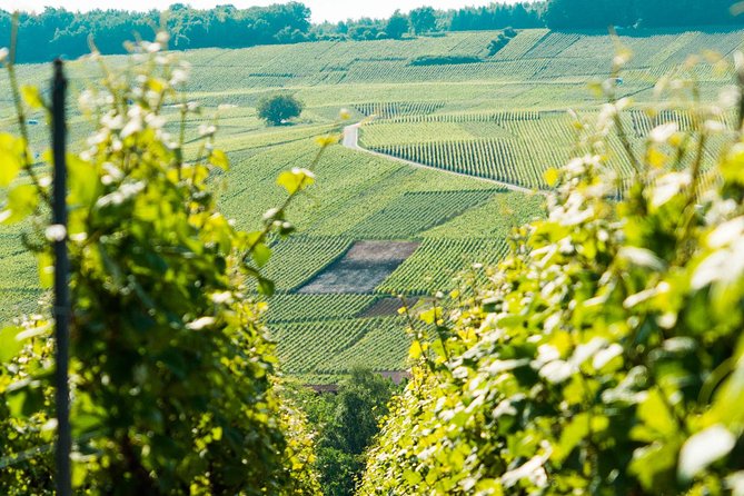 Champagne Day Trip with 6 Tastings, Reims and Winery from Paris - Reims Cathedral: Architectural Wonder and Cultural Landmark