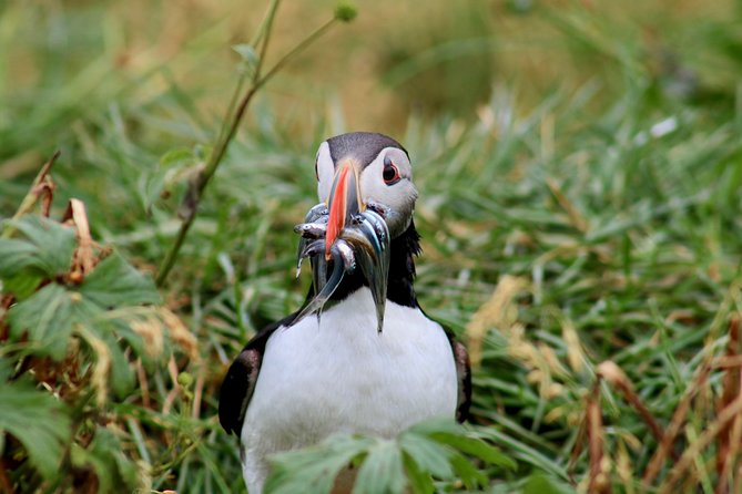 Classic Puffin Watching Cruise from Downtown Reykjavík - Who Should Consider This Tour?