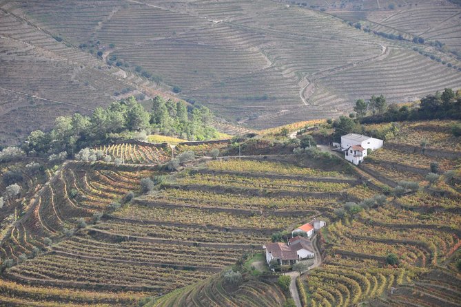 Classic Wine Tasting with GUIDED TOUR - The Sum Up: An Authentic and Instructive Introduction to Portuguese Wines