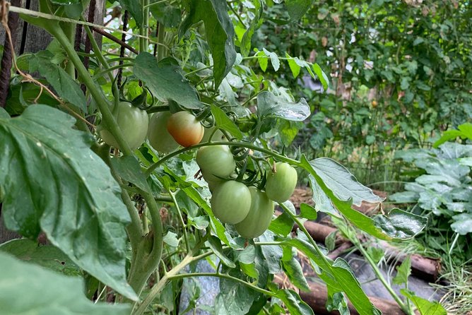 Cook and Eat in a Citrus Grove in Sorrento - Who Will Love This Tour?