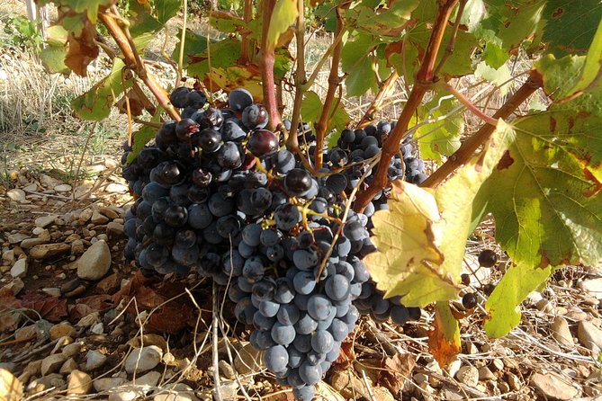 Cotes de Provence Wine Tour from Aix-en-Provence - FAQ