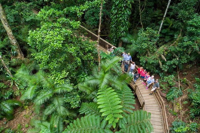 Daintree Rainforest and Cape Tribulation Full Day Tour - Final Thoughts: Who Will Love This Tour?