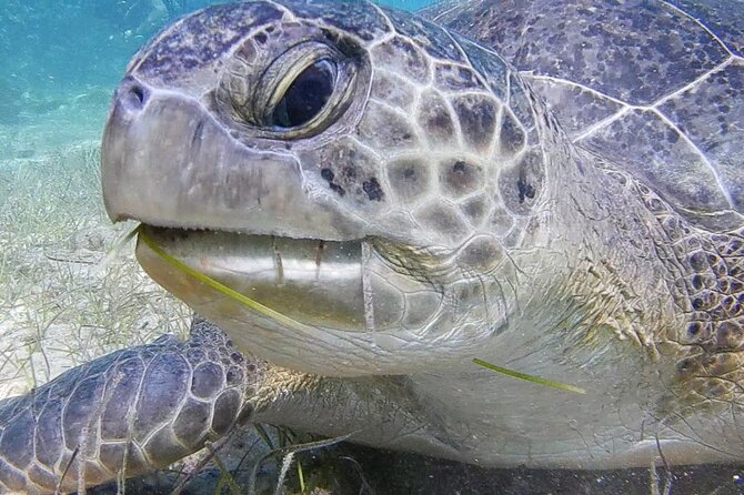 Discover Scuba Diving - The Experience and Reviews: What Travelers Say