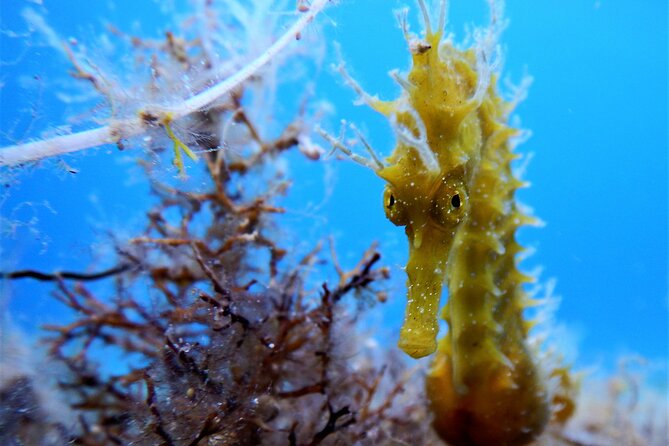Discover Scuba Diving Adventure in Mykonos - The Sum Up