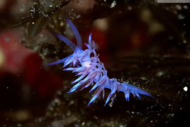 Discover Scuba Diving from the Boot - FAQ: Your Questions Answered