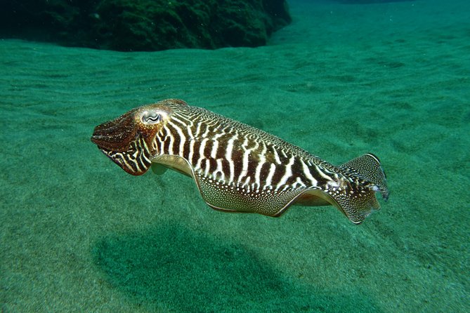 Discover the underwater world of Lanzarote - FAQs