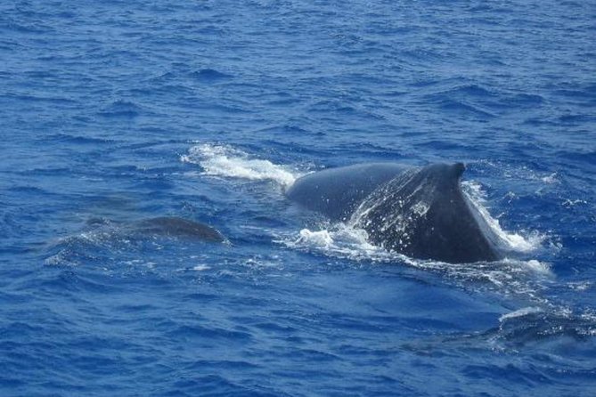Dolphin and Whales watching cruise from Puerto Rico de Gran Canaria - The Sum Up