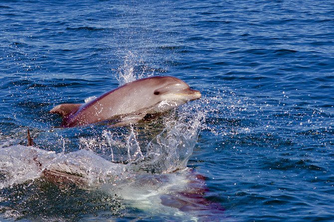 Dolphin Search - Dolphin Quest - Final Words