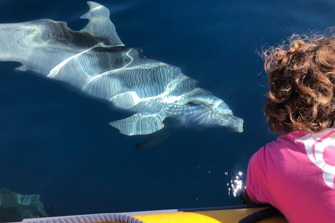 Dolphin Watching and Snorkeling in Figarolo in Sardinia - FAQ