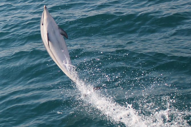 Dolphin Watching in Gibraltar Dolphin Safari V.I.P - Value for Money and Practical Considerations