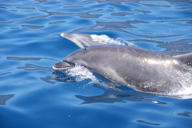 Dolphin - Whale - Turtle - Bird Watching - The Sum Up