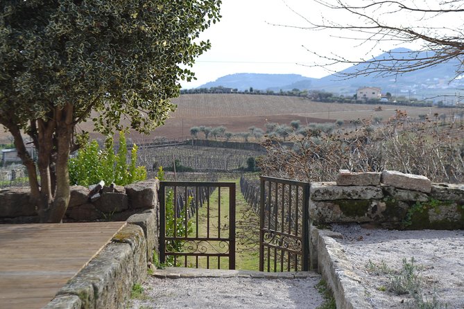 Douro Valley Tour: 2 Vineyard Visits, River Cruise, Winery Lunch - The Experience in Terms of Timing and Group Size