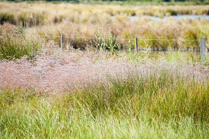 Electric bike excursion in Camargue - FAQs