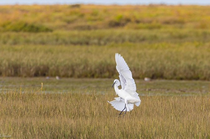 Faro - Ria Formosa tour with visit to 2 islands (Deserta, Farol) 3.5 hours - FAQ