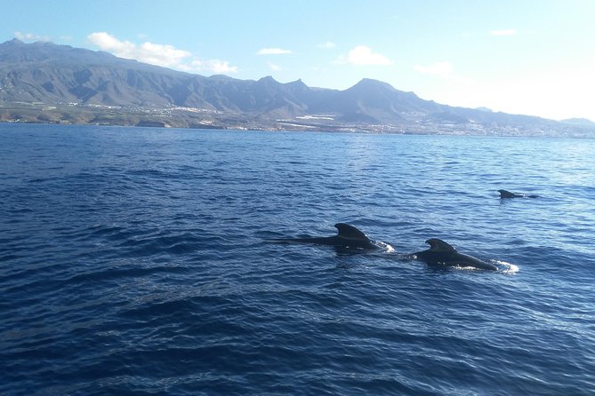Fishing trip, Tenerife Sea Passion - The Sum Up: Is This Tour Worth It?