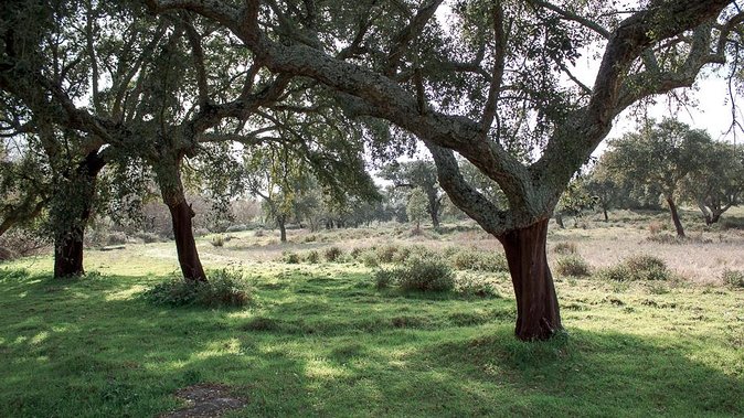 From Lisbon to Alentejo: Évora and Megaliths Full-Day Tour - Final Thoughts