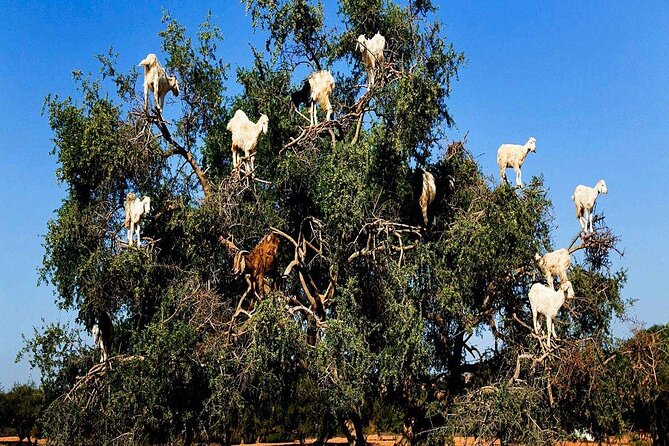 From Marrakech To Essaouira Mogador Full Day Trip | Small-group - The Sum Up: who is this tour for?