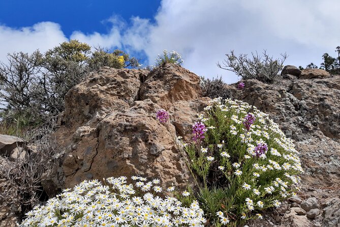 Full day Hiking Gran Canaria Peaks of Gran Canaria - Frequently Asked Questions (FAQs)
