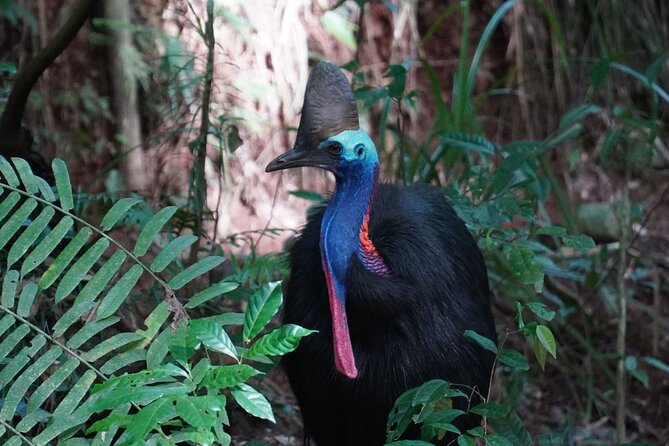 Fun, Falls and Forests Day Trip from Cairns - Practical Tips