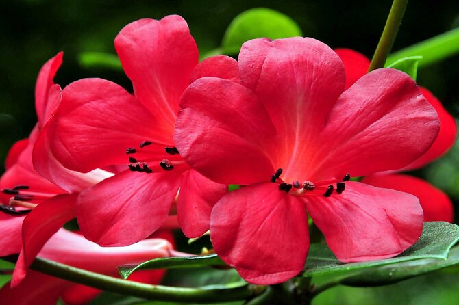 Furnas & Terra Nostra Botanic Park Tour w/Lunch + Hotsprings Bath - Frequently Asked Questions