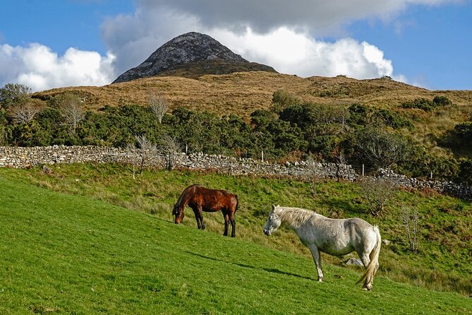 Galway to Connemara National Park Day Tour - Who Should Take This Tour?