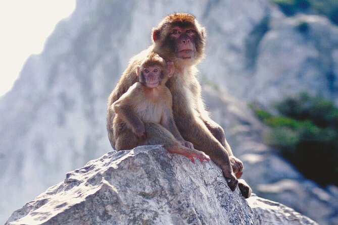 Gibraltar Rock Guided Tour - Practicalities and Experience Quality