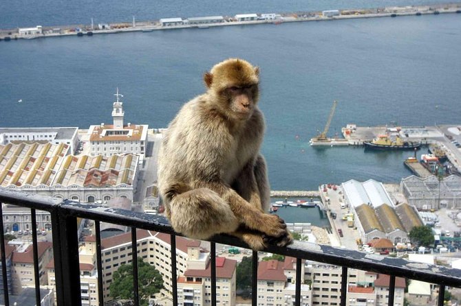 Gibraltar Sightseeing: Classic Rock Tour (Private) - FAQ