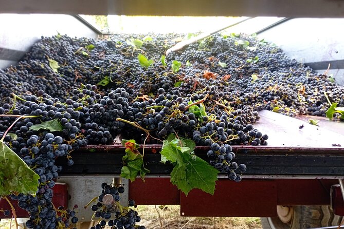 Greve in Chianti Wine Tasting and Winery Tour - What Past Visitors Say