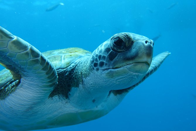 guided Scuba Diving on Tenerife (for certified divers) - Who Will Enjoy This Tour the Most?
