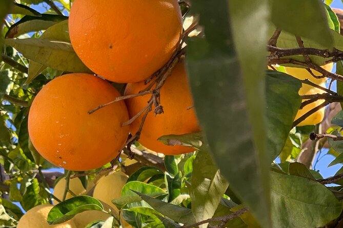 Guided tour of a historic lemon grove in Sorrento - The Sum Up