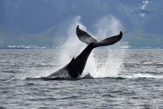Iceland Super Saver: Puffin Cruise plus Whale-Watching Tour from Reykjavik - Who Will Love This Tour?