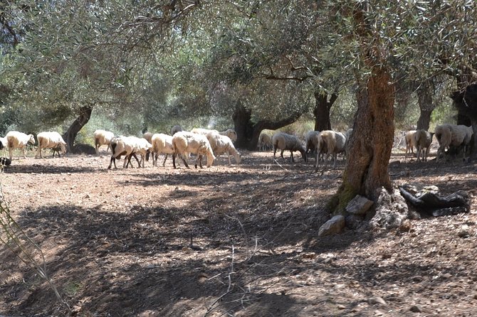 Jeep Safari 4x4 Crete real off road mountain tracks with Lunch from Hersonissos - Who Should Consider This Tour?