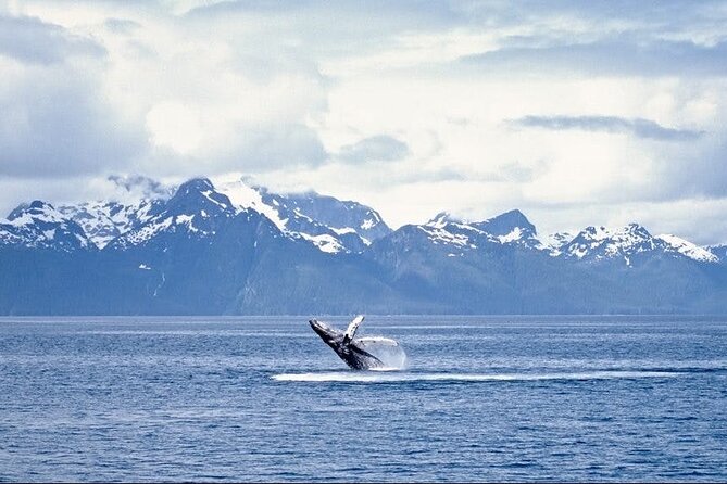 Juneau Wildlife Whale Watching - The Sum Up