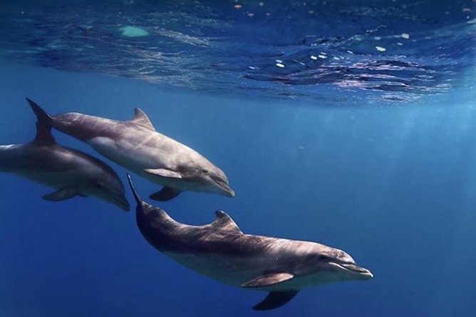 Kayak Safari with Dolphin and Turtle Watching in Guaza - Practical Details & Group Dynamics